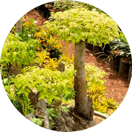 Jual Pohon Peneduh | Jual Pohon Pelindung | Jasa Desain Taman